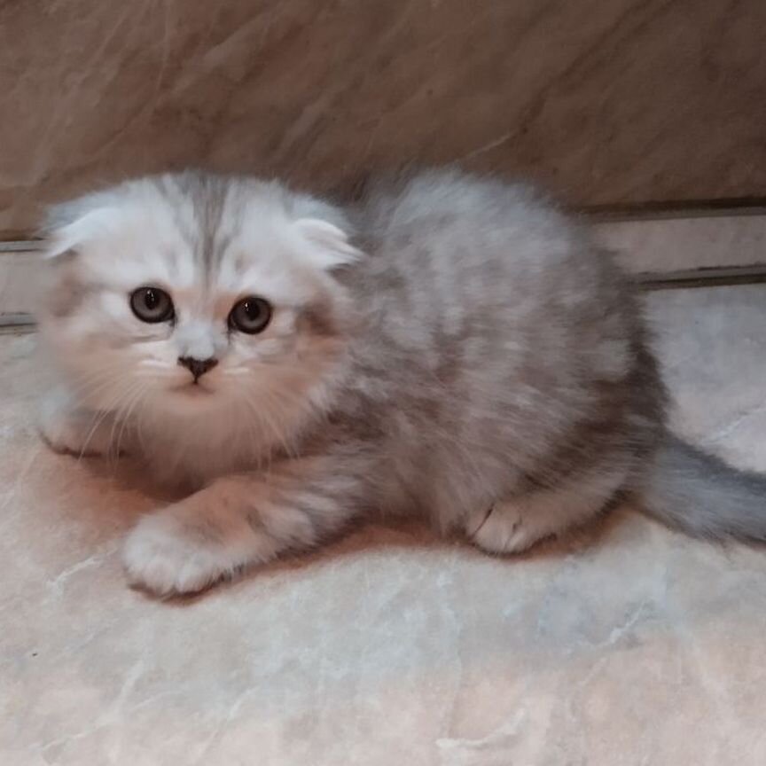 Шотландская вислоухая кошка