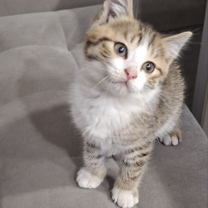 Котёнок в добрые руки