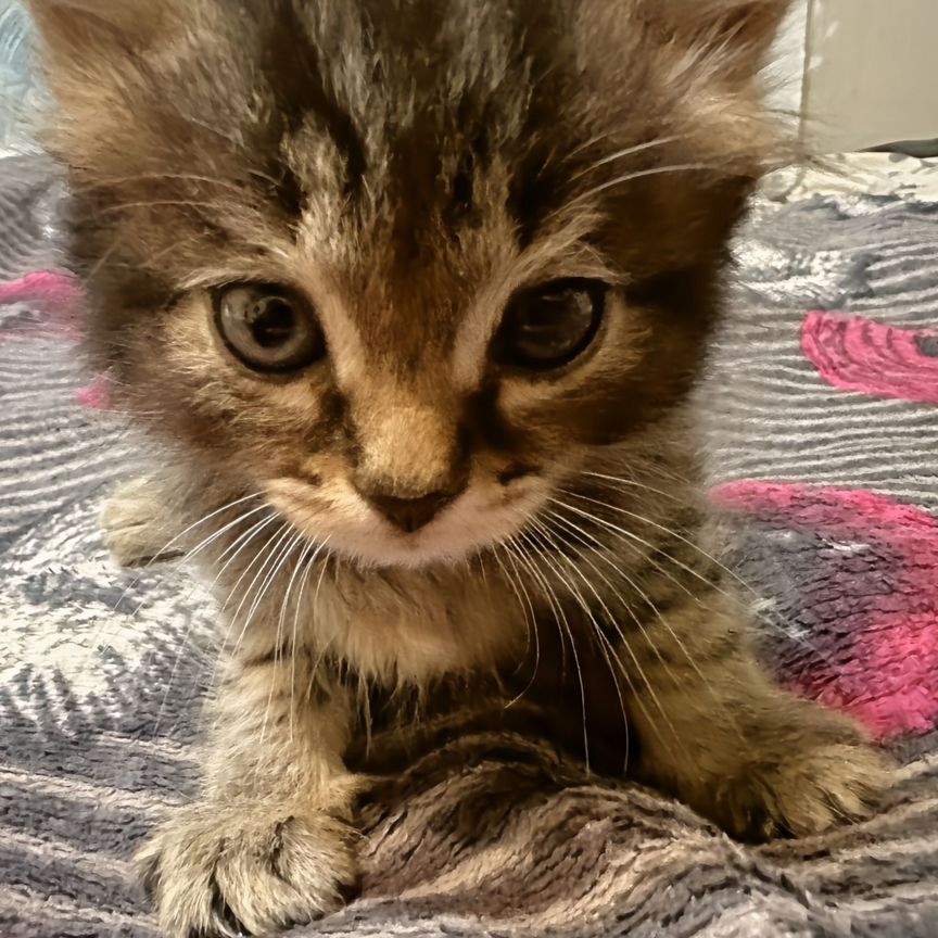 Котёнок в добрые руки