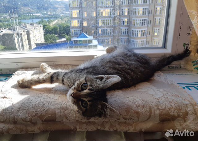 Кошечка в добрые руки