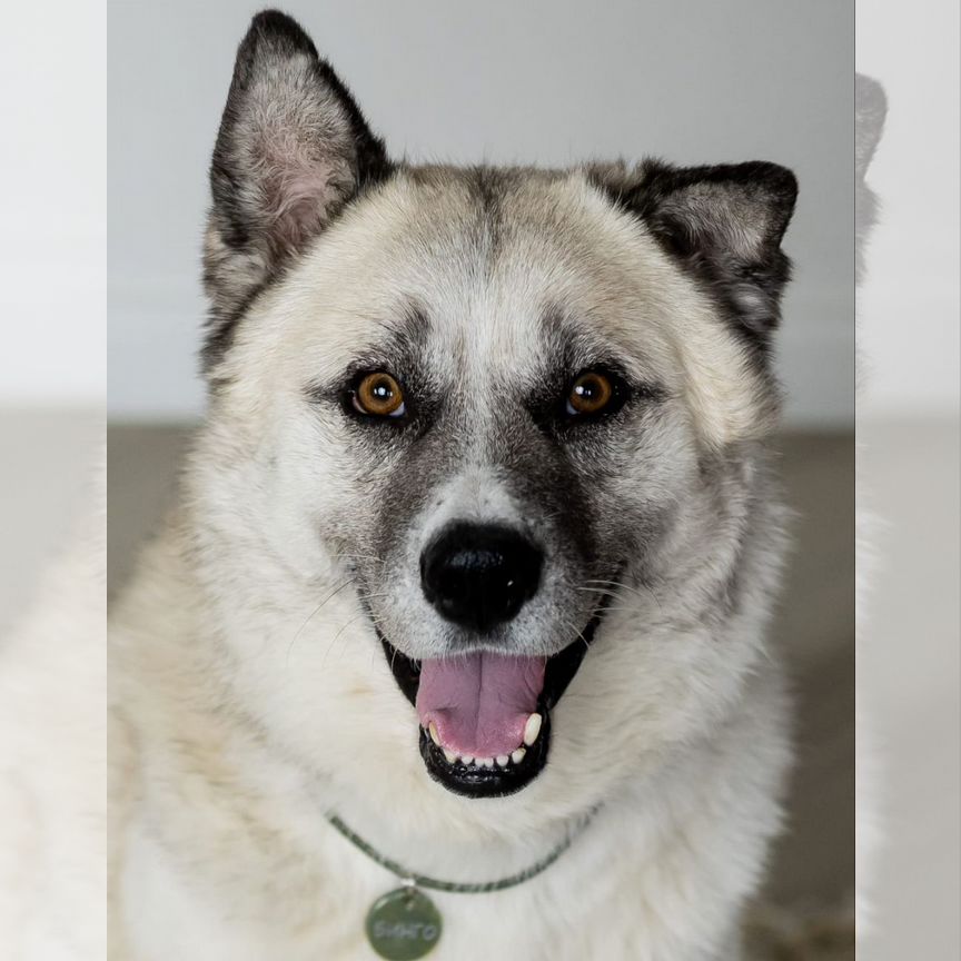 Взрослый пёс в добрые руки