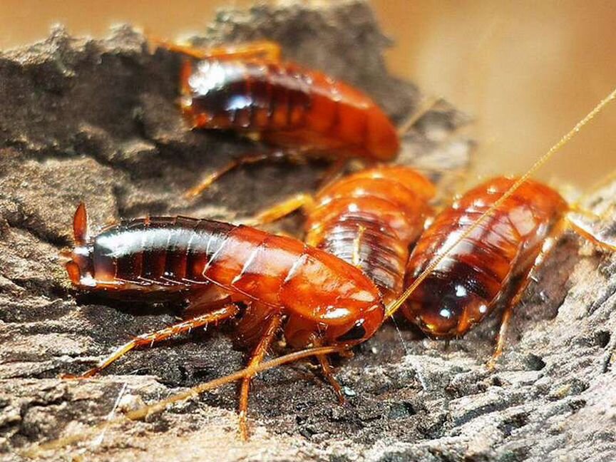 Кормовые насекомые