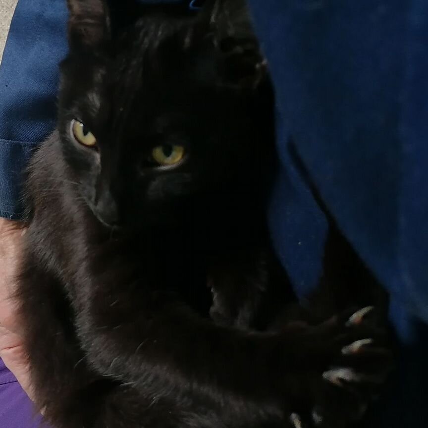 Котенок, 3, 5 месяца