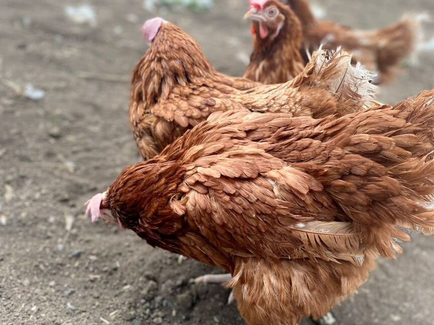 Куры несушки