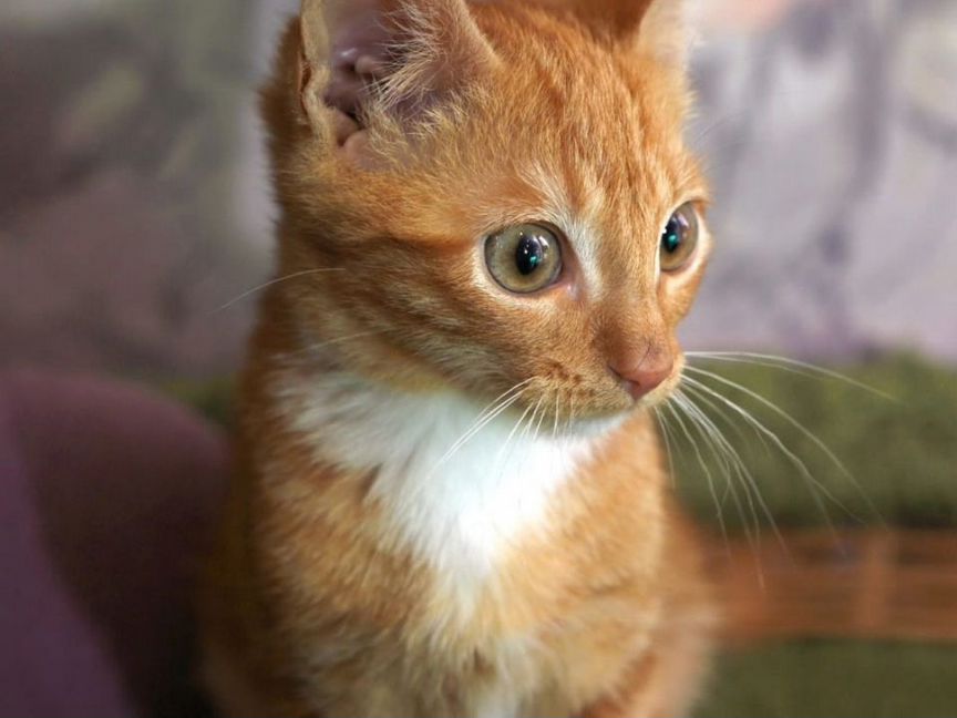 Котёнок