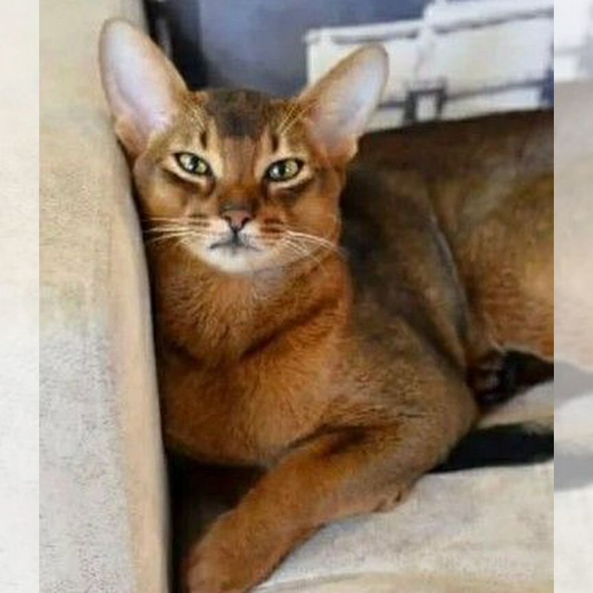 Абисиннские кошки