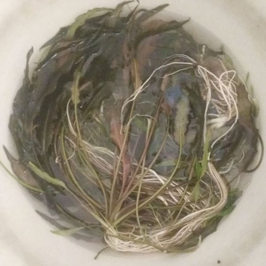 Аквариумные растения