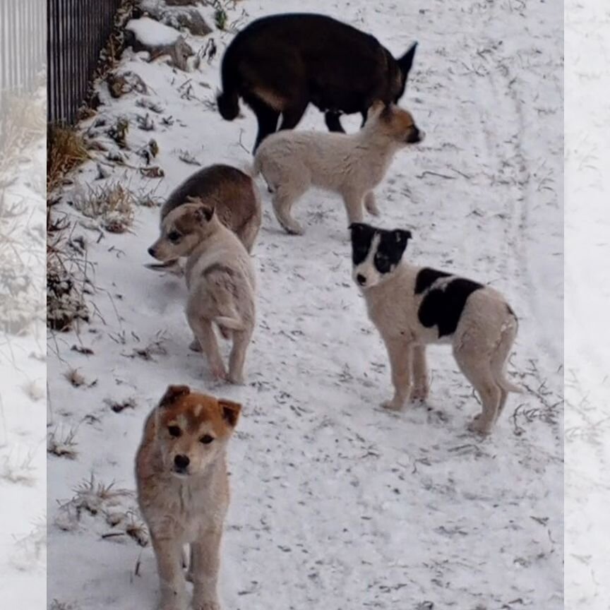 Южнорусская овчарка, щенок