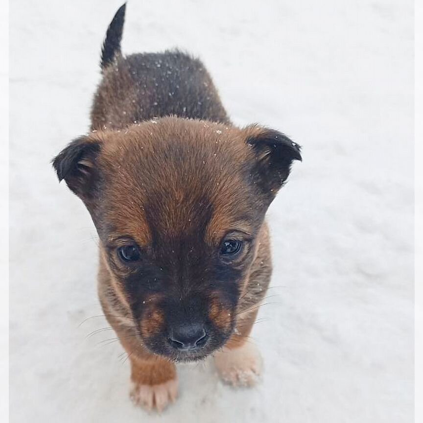 Отдаем щенят в добрые руки