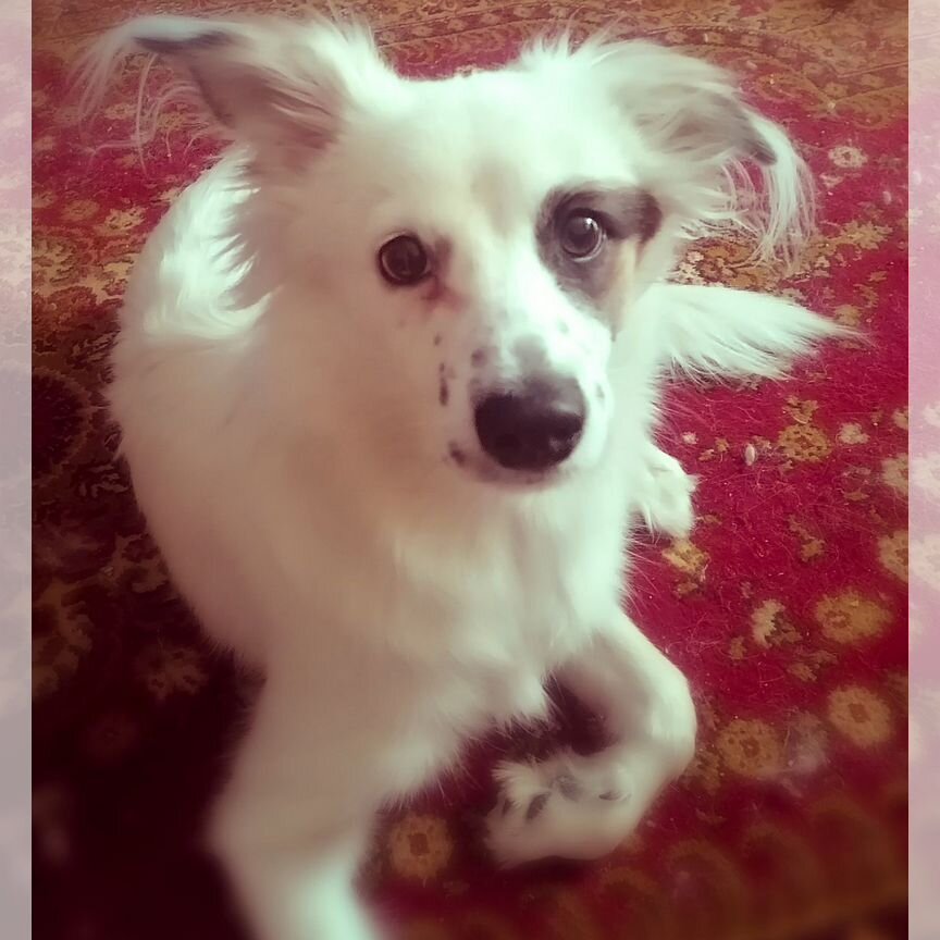 Отдадим в добрые руки