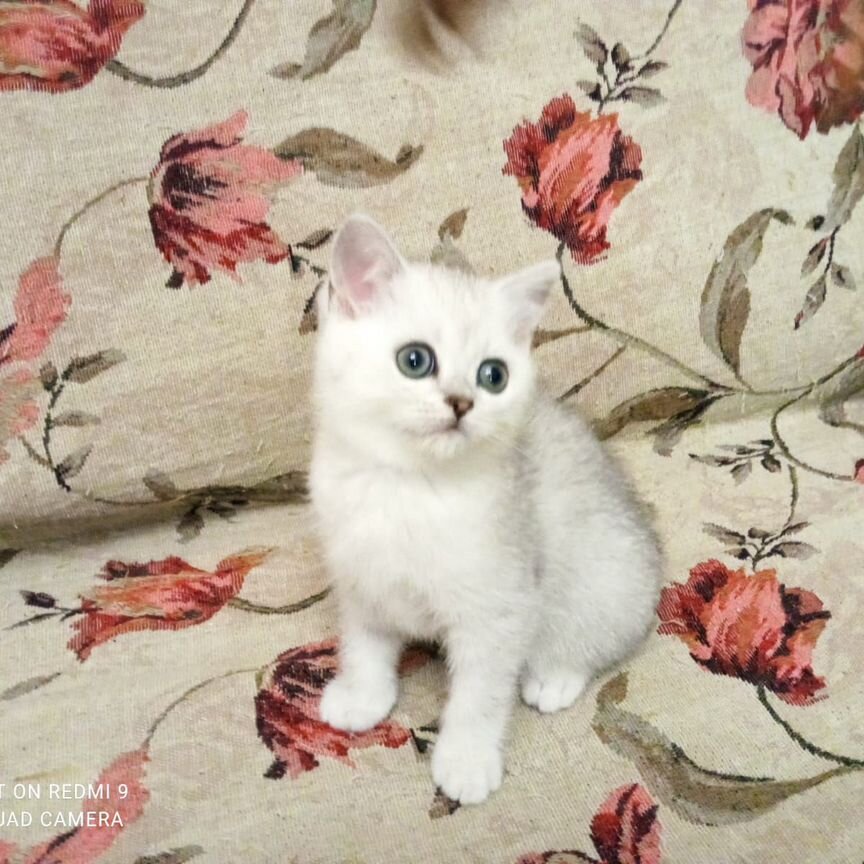 Британская малышка