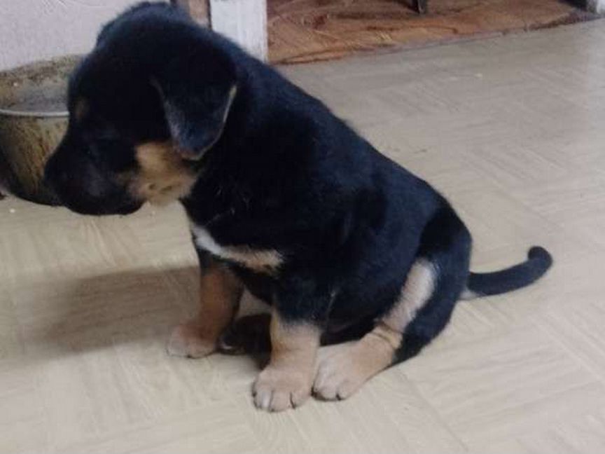 Щенок помесный