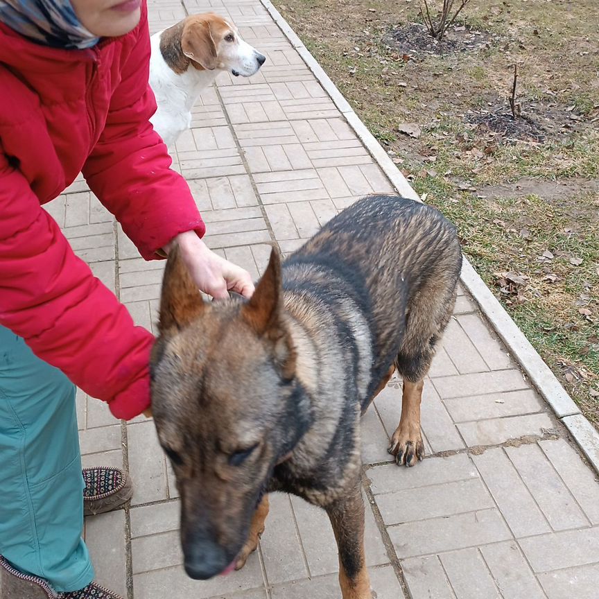 Немецкая овчарка