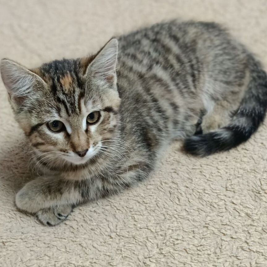 Кошечка