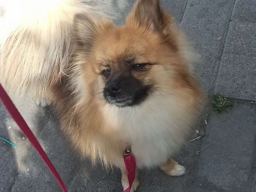 Немецкий шпиц девочка