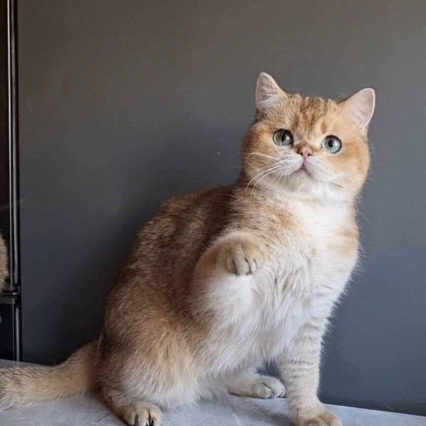 Мальчик золотая шиншилла