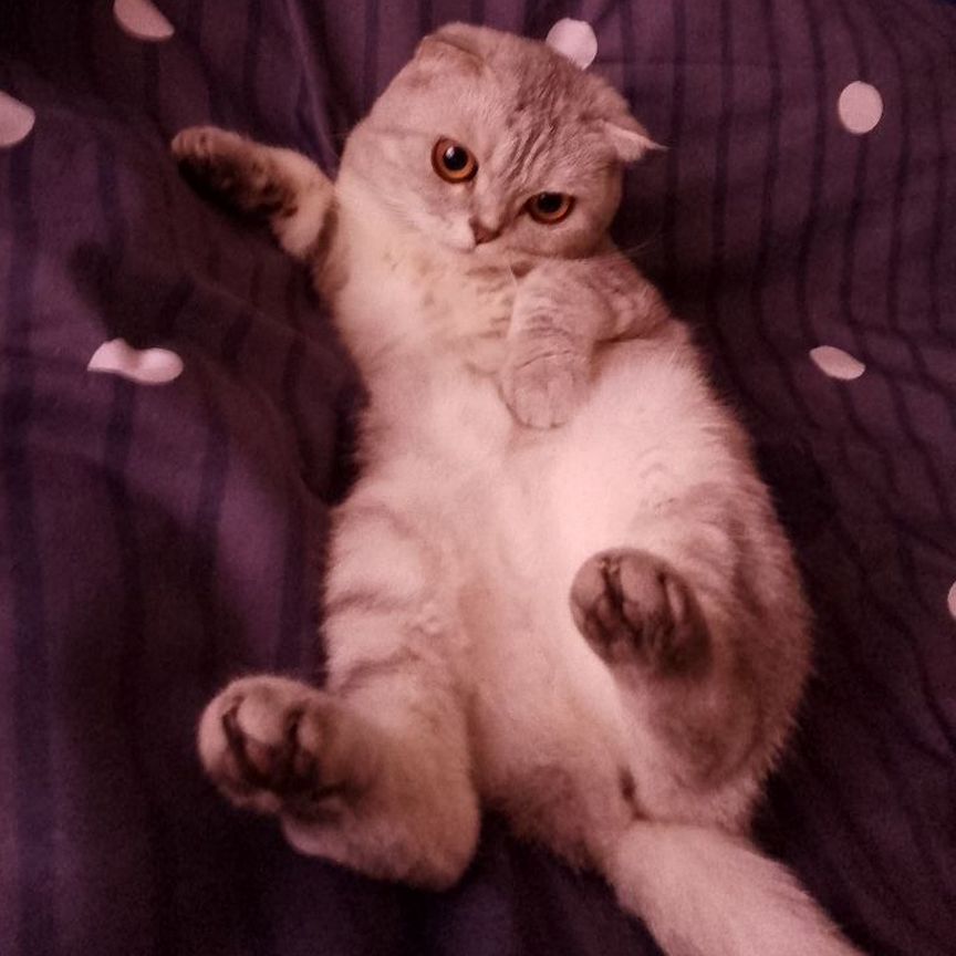 Шотландская вислоухая короткошёрстная кошка, взрослая