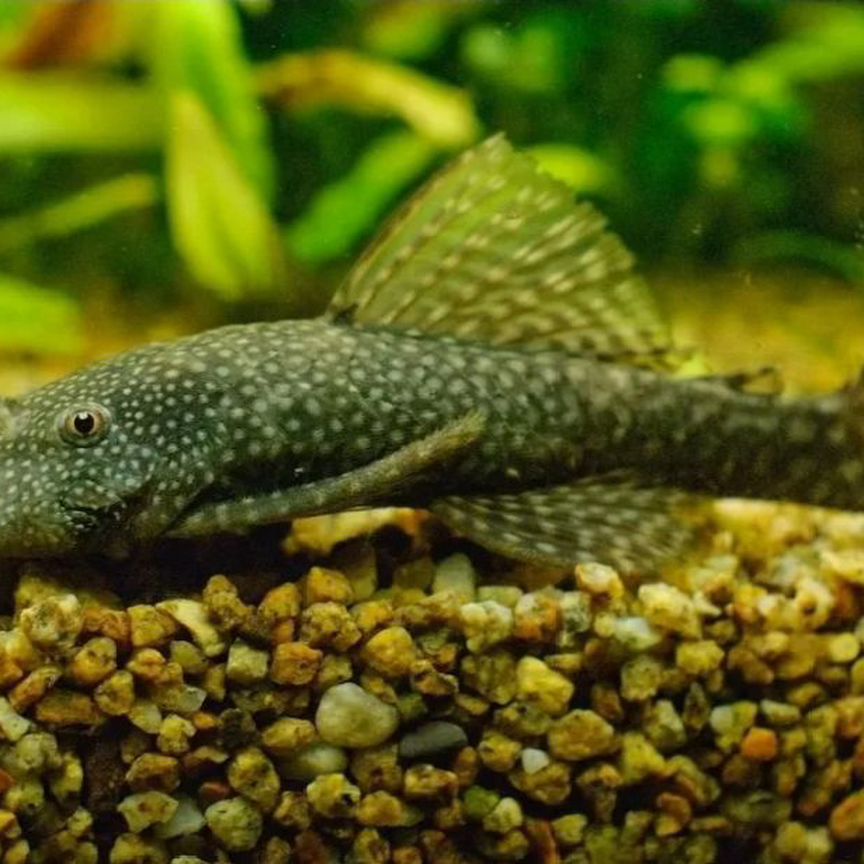 Анцитрус самка 10см