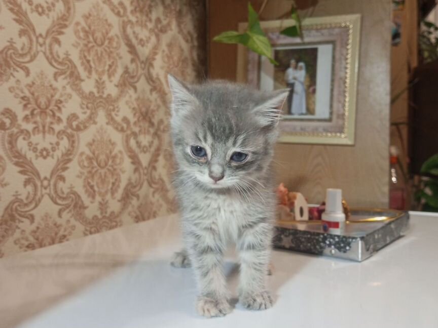 Шотландские прямоухие котята