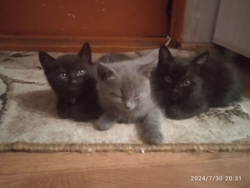 Котята отдадим в добрые руки бесплатно