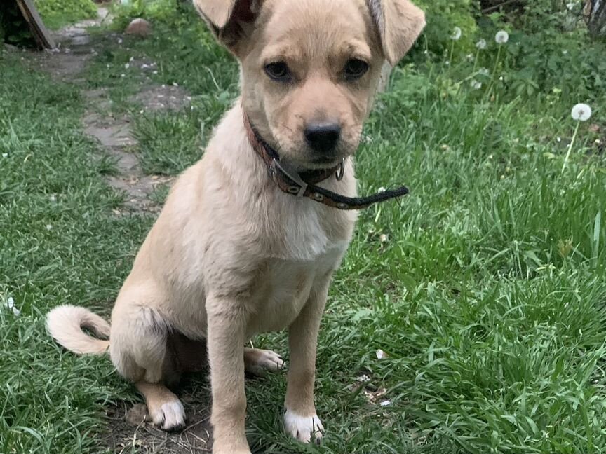 Щенок в добрые руки