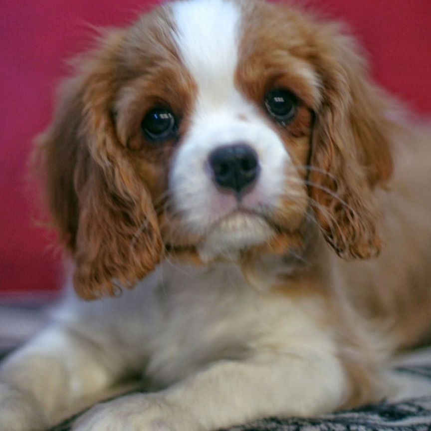 Кавалер кинг-чарльз-спаниель, щенок