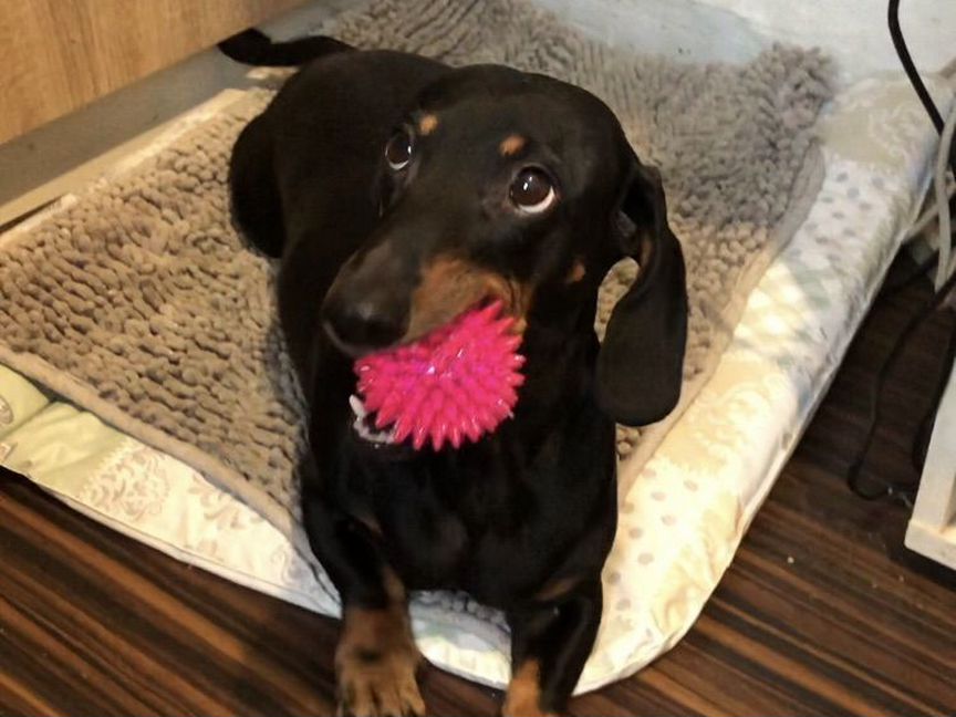 Такса в добрые руки