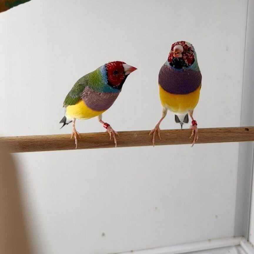 Амадины Гульда самцы