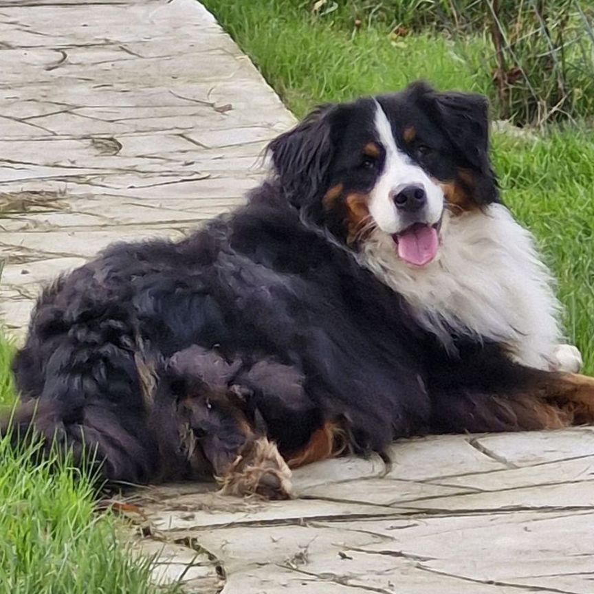 Бернский зенненхунд, взрослая собака