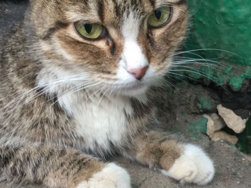 Кошка в добрые руки ласковая