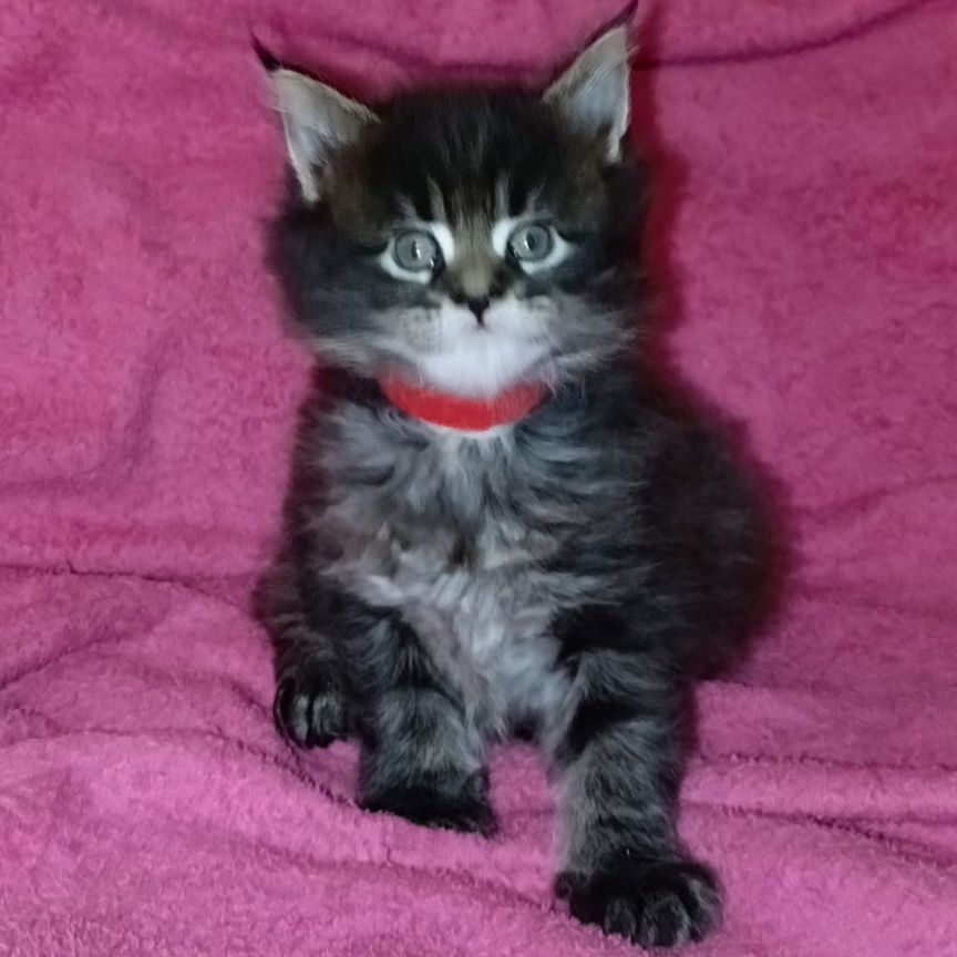 Счастье в дом