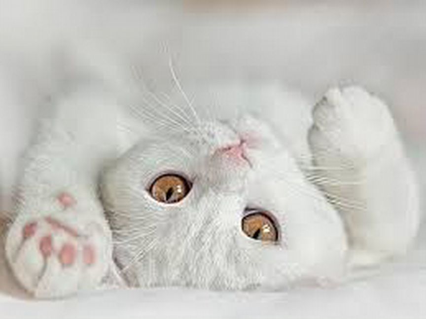 Отдам кота