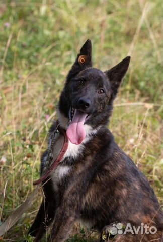 Ласковый пёс Чук в добрые руки