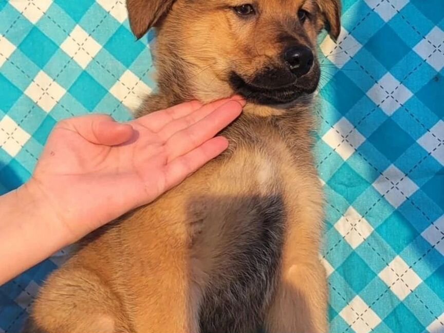 Щенок Персей в дар