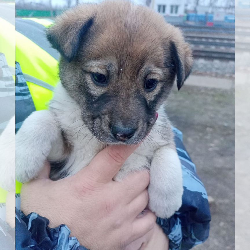 Щенки в добрые руки