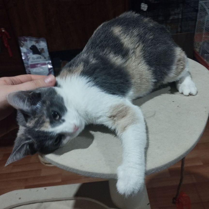 Котёнок в добрые руки