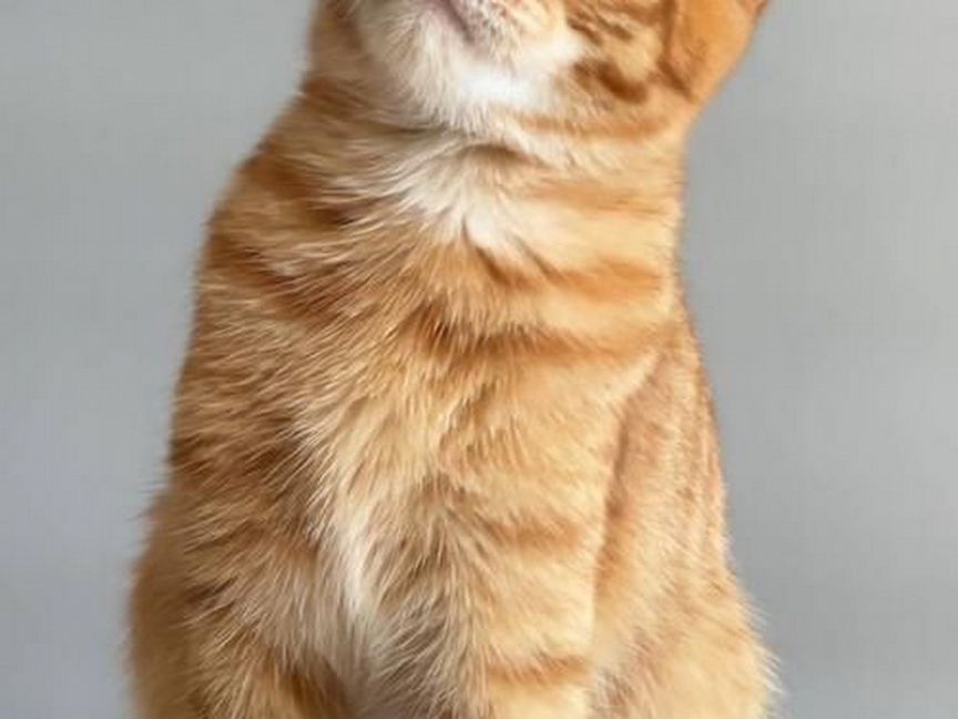 Котенок ищет семью