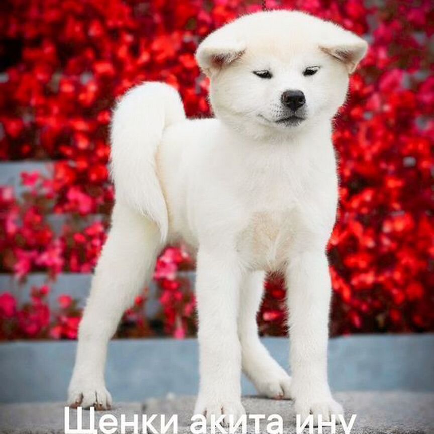 Белая Акита (ину)