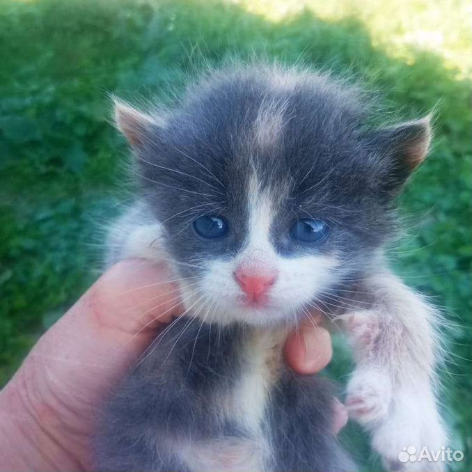 Близкие Метисы майнкунов ищут дом