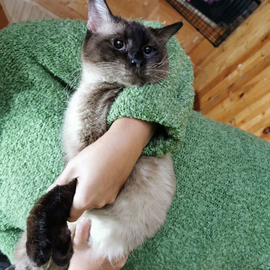 Самый нежный тайский кот на земле