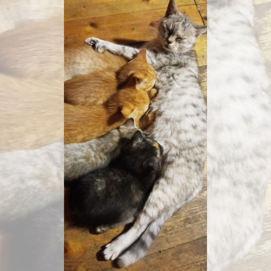 Воспитанные котята