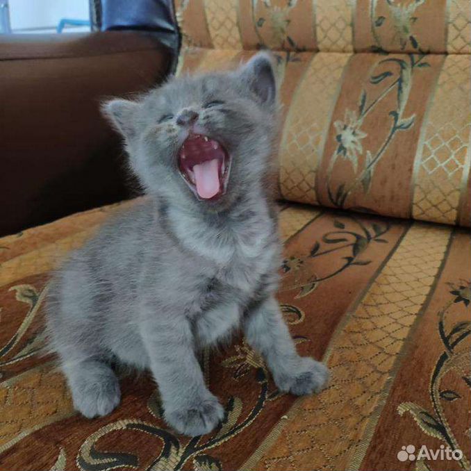 Ищут новую семью котята