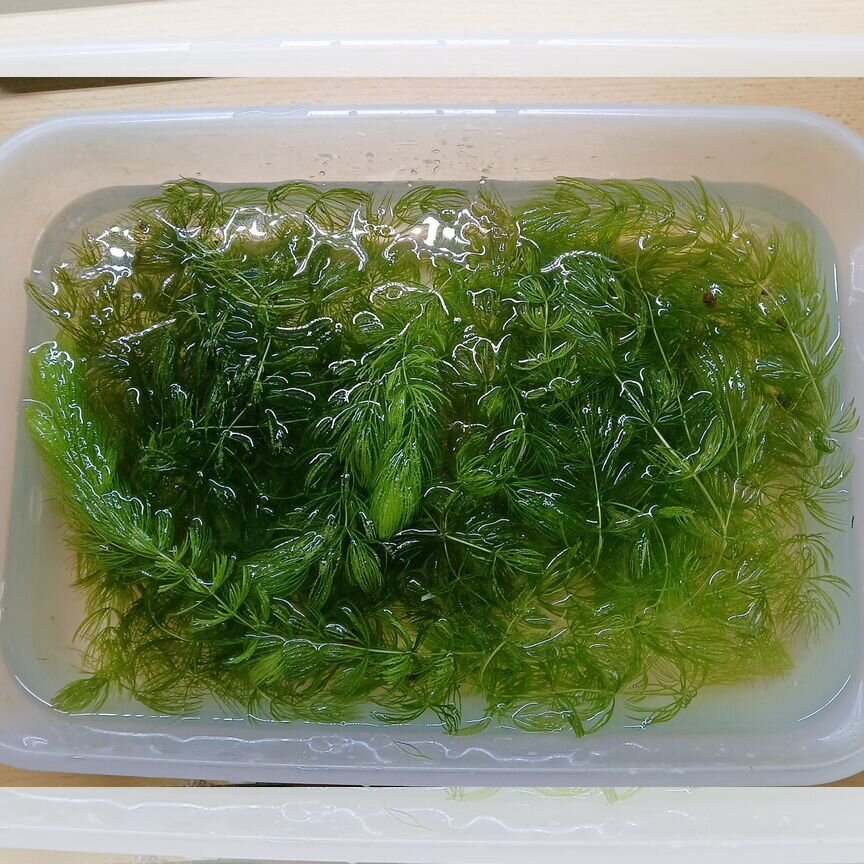 Роголистник