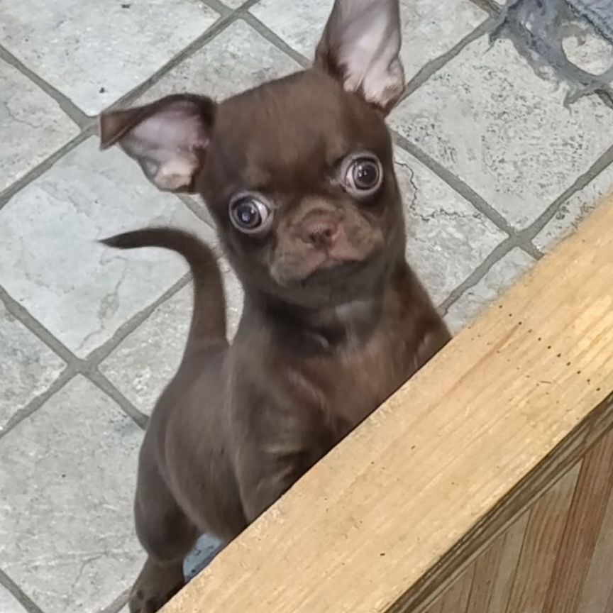 Чихуахуа, щенок