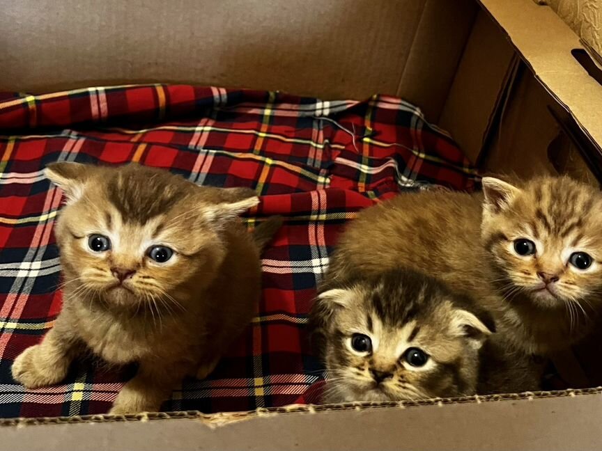 Шотландские вислоухие котята тикитированные чисток