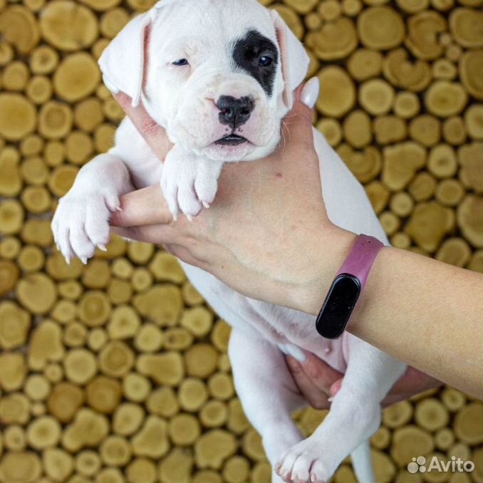 Аргентинский дог