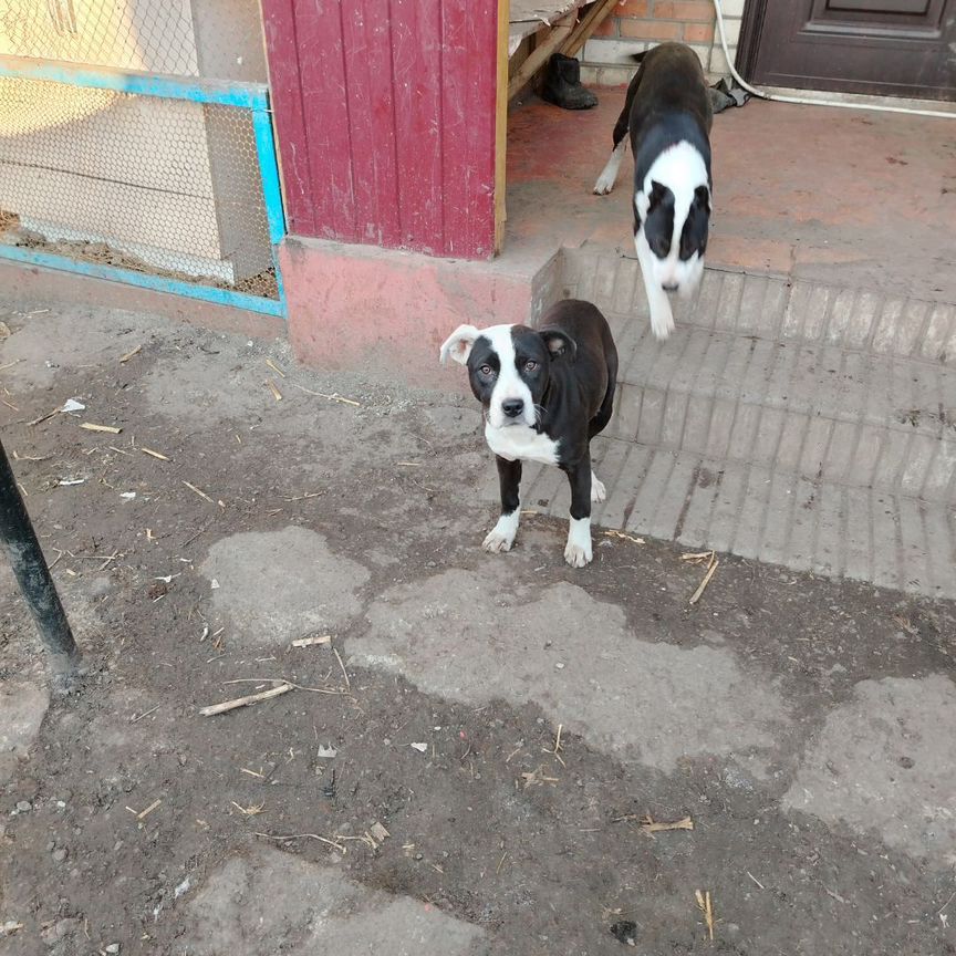 Стаффордшистский триер