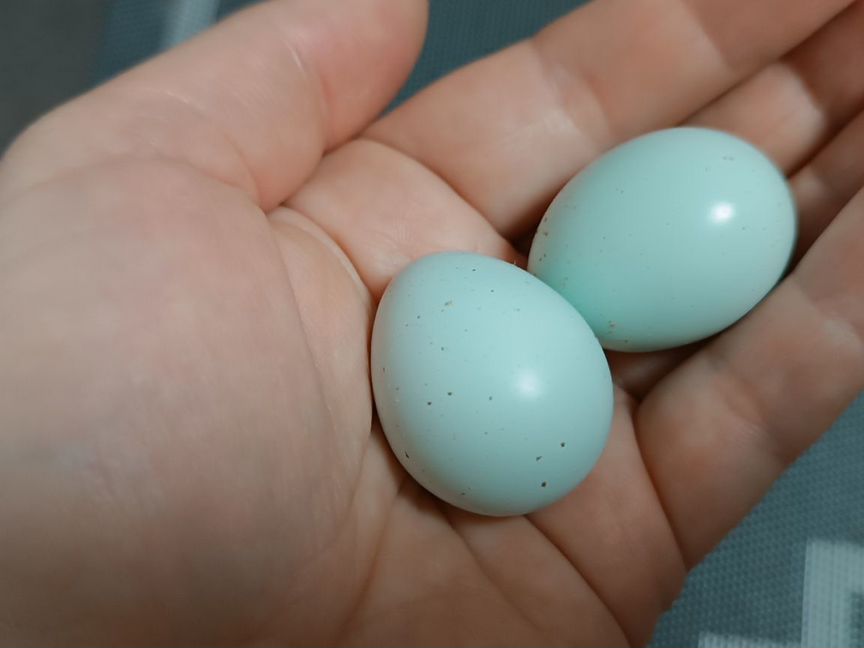 Селадон перепела