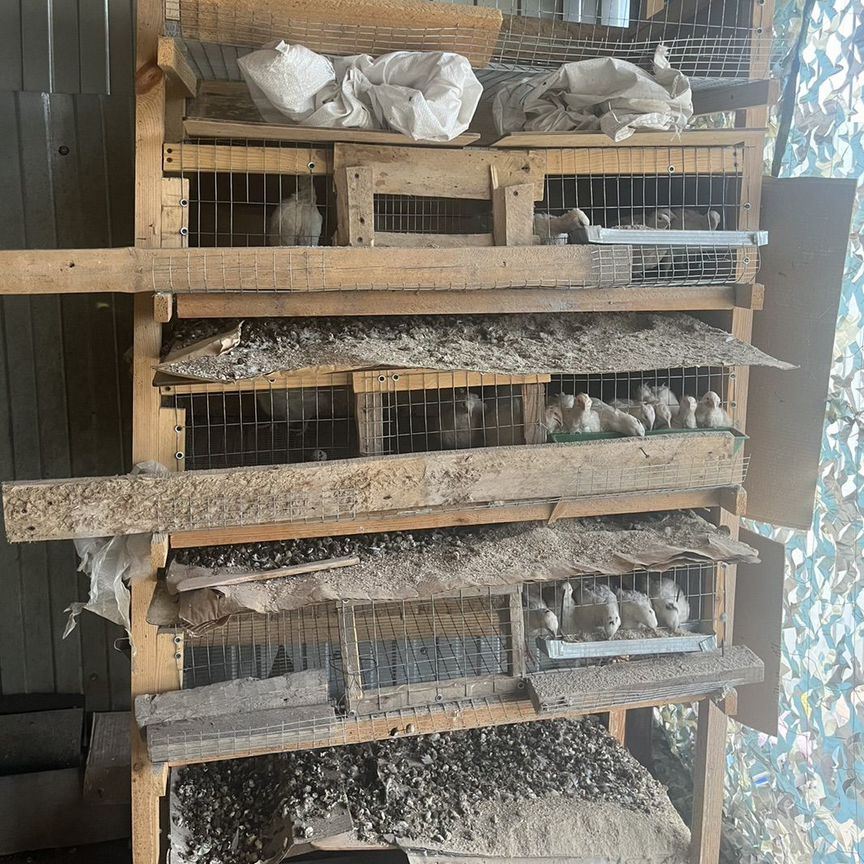 Клетка и перепела