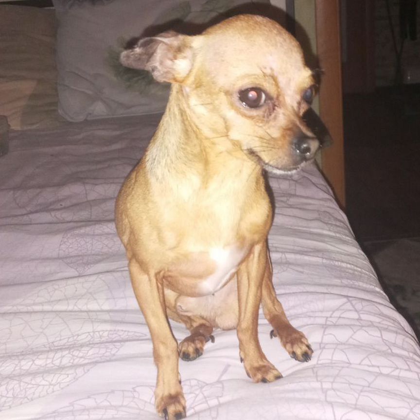 Русский той-терьер, взрослая собака